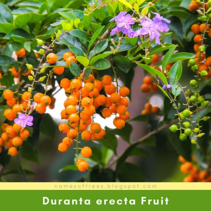 Jual 50 BENIH BIJI DURANTA ERECTA/ SINYO NAKAL/ TEH2 AN | Shopee Indonesia