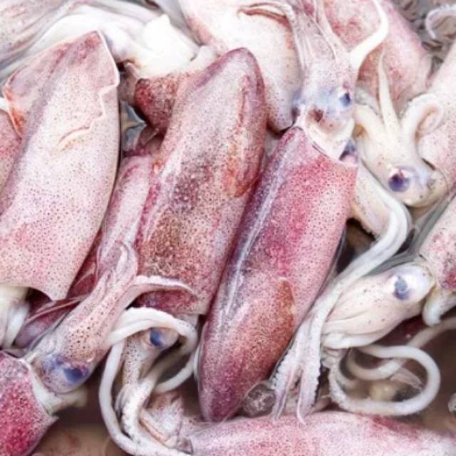 Jual CUMI CUMI CANTIK BESAR/ SERO SEGAR 1kg | Shopee Indonesia