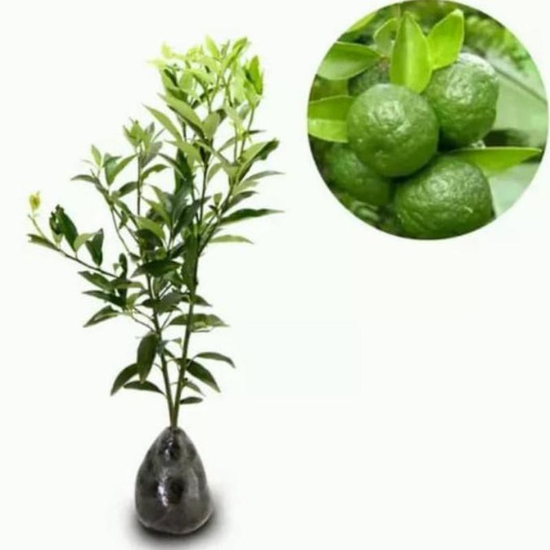 Jual Bibit pohon jeruk limo, tanaman buah jeruk limau sambal, pohon ...