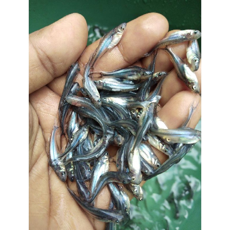 Jual bibit ikan patin 2-3cm/1inc | Shopee Indonesia