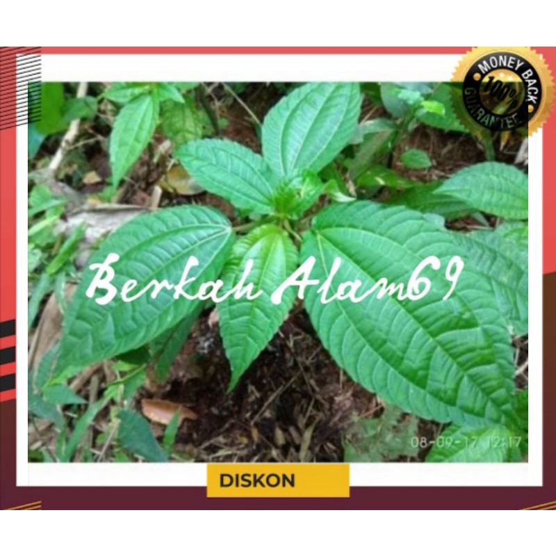 Jual Daun Pohpohan Segar 500gram/Lalapan Khas Sunda | Shopee Indonesia