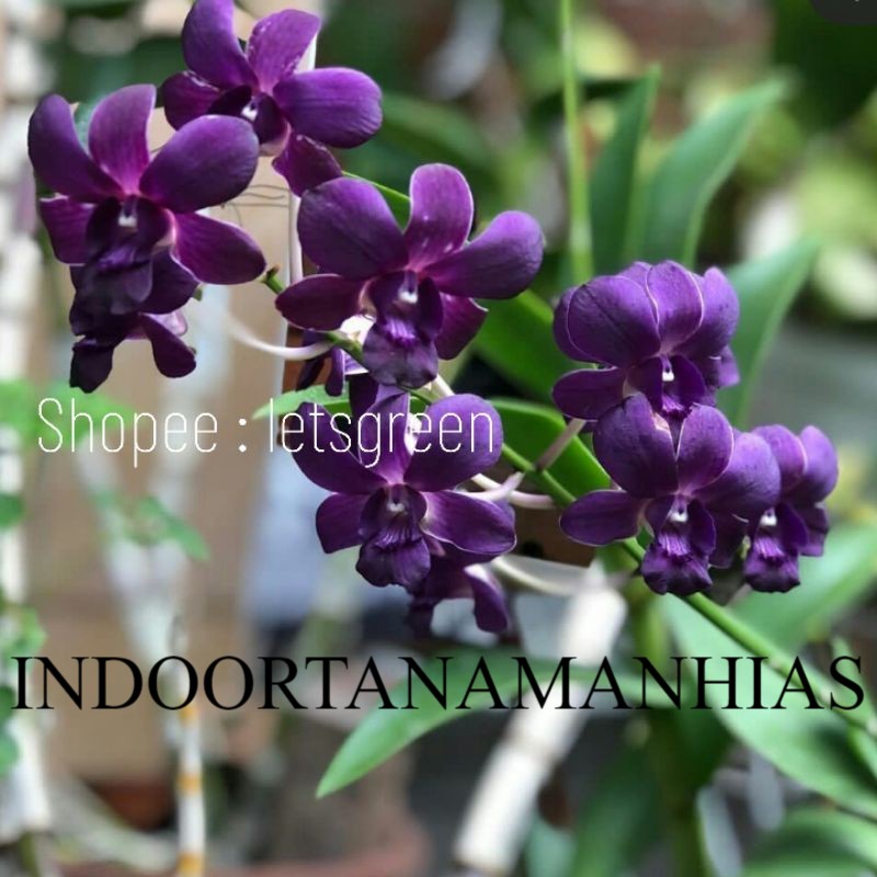 Jual PROMO BIBIT Anggrek Dendrobium Blue Angel (Plant Mini) | Shopee ...