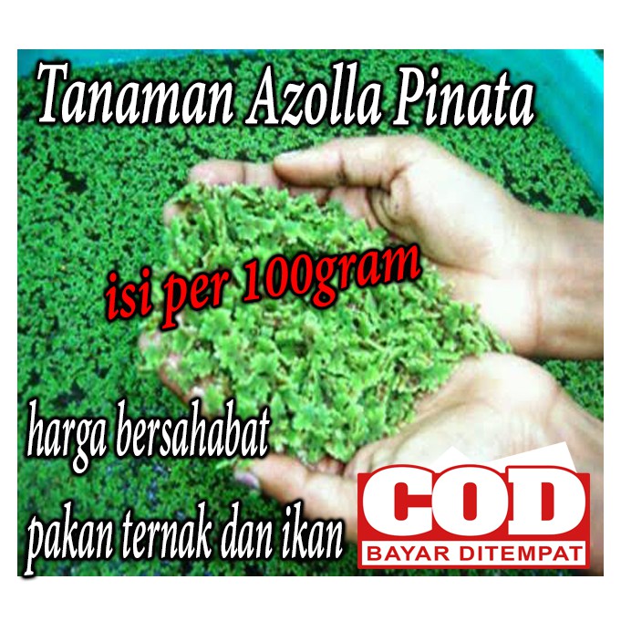 Jual bibit azolla pinata benih azola microphyla pakan ikan 100 gram ...