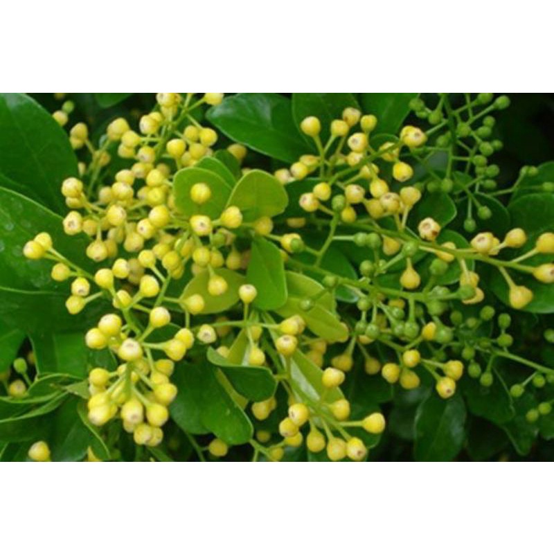 Jual kemuning cina bunga kuning pacar cina akulasi cangkok vegetasi ...