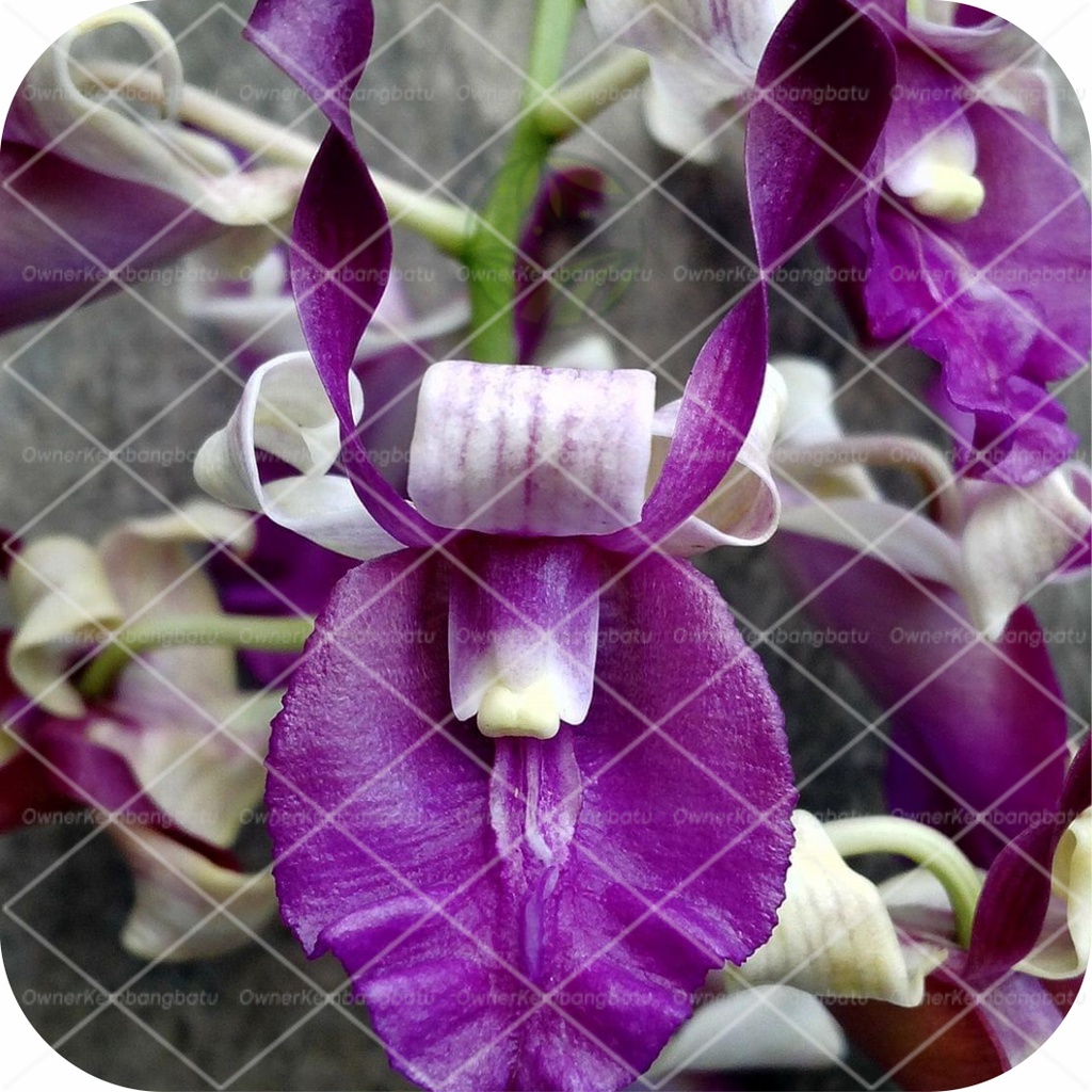 Jual Anggrek Dendrobium Bumi Menangis | Shopee Indonesia
