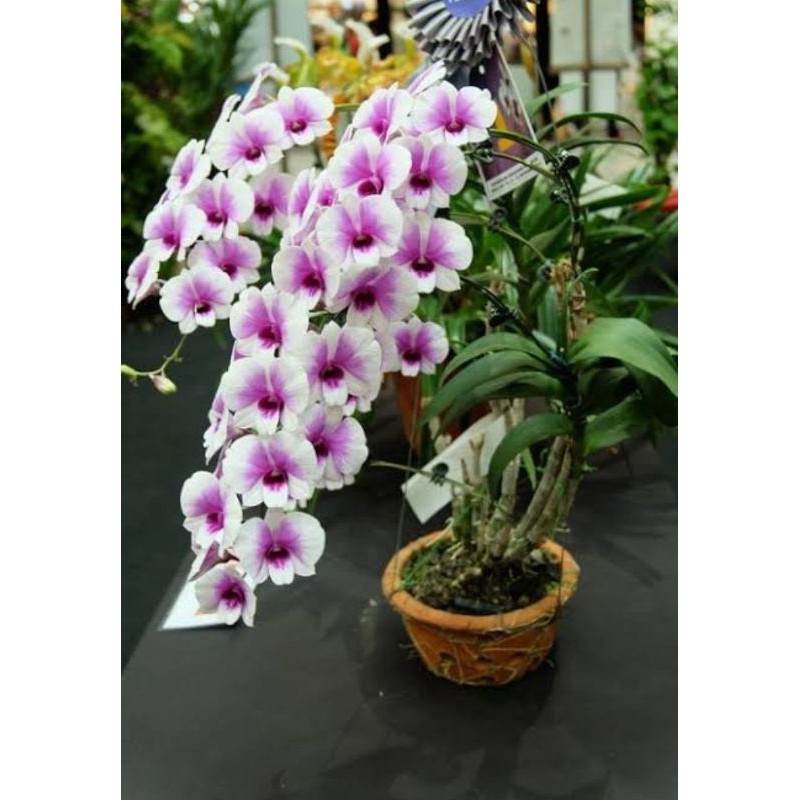 Jual dendrobium yaya c | Shopee Indonesia