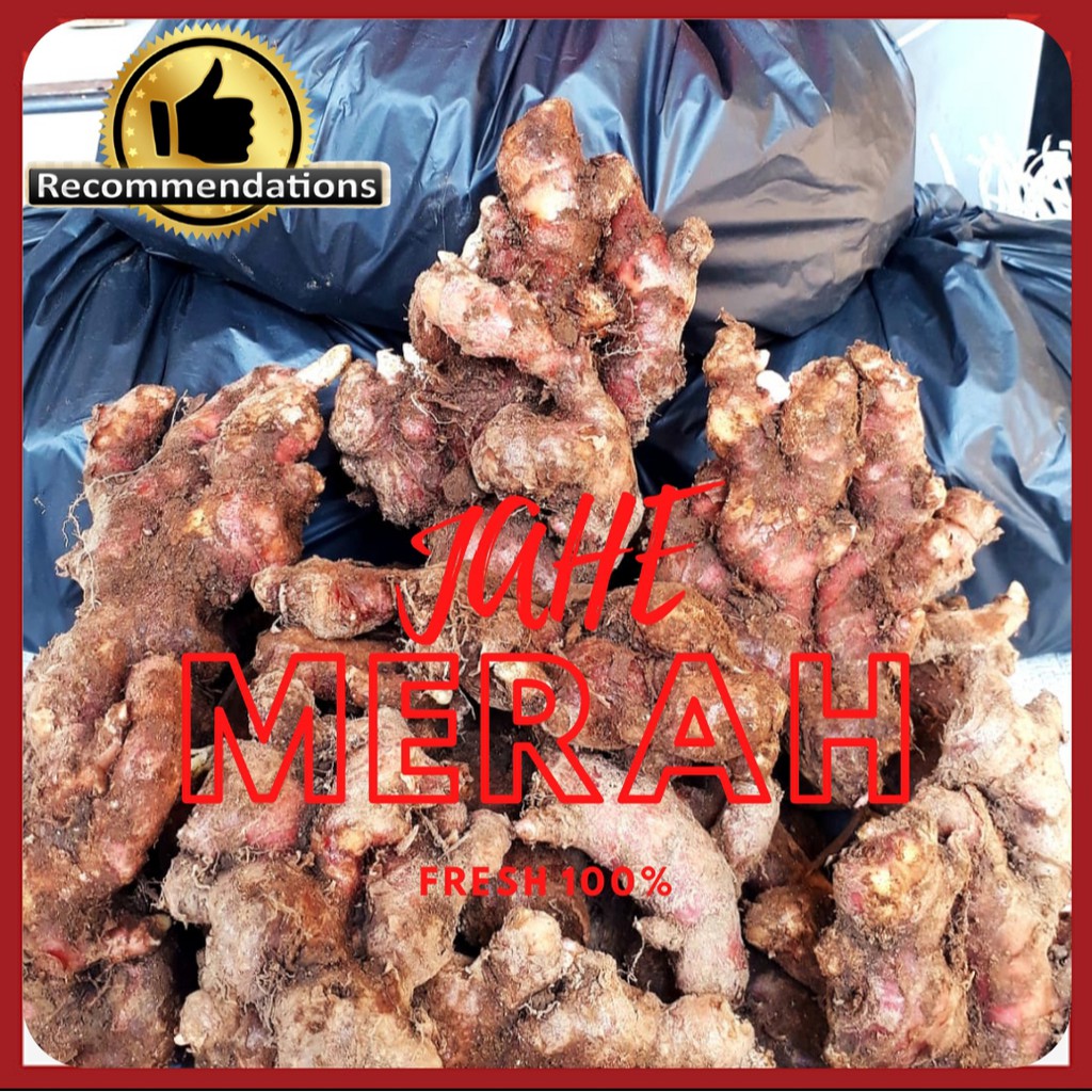 Jual JAHE MERAH SEGAR & ASLI TUA (1KG UKURAN BESAR) | Shopee Indonesia
