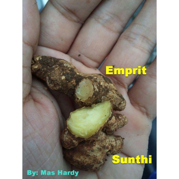 Jual Jahe Sunthi Segar 1kg | Shopee Indonesia