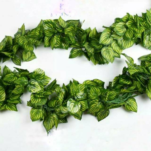 Jual Daun Rambat Tipe C (Panjang 2 m) | Shopee Indonesia