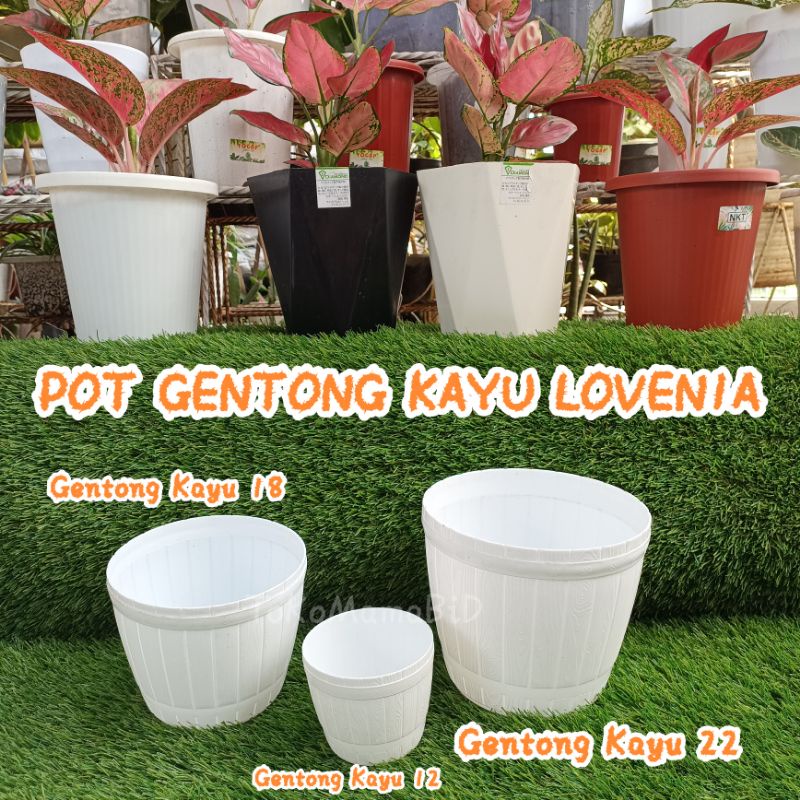 Jual Pot Gentong Kayu Lovenia 12 18 & 22 | Shopee Indonesia