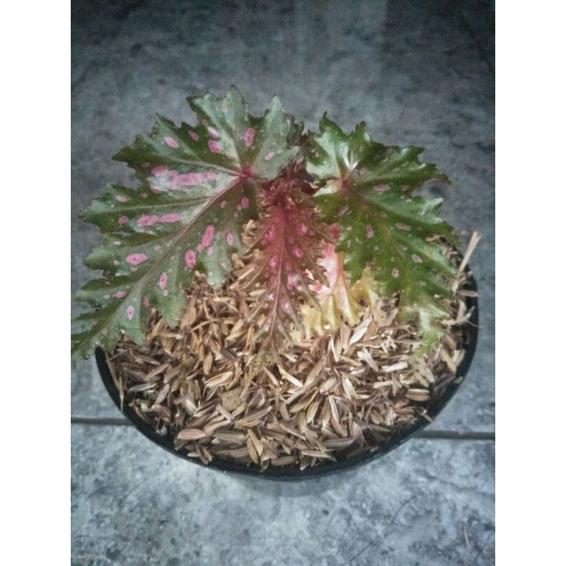 Jual Tanaman Hias Begonia Gryphon/Begonia spider (bibit) | Shopee Indonesia