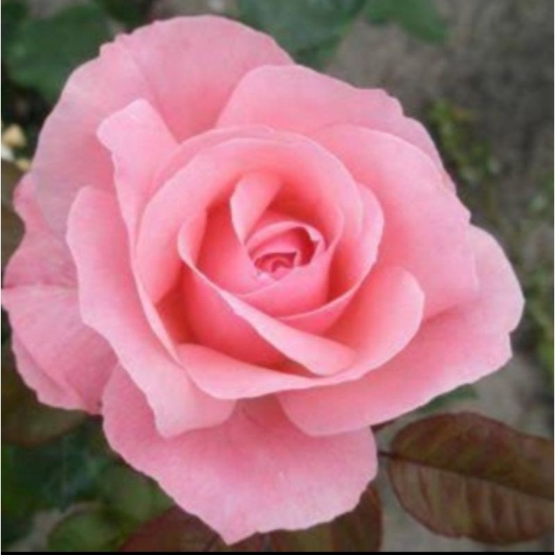 Jual mawar Queen Elizabeth -mawar murah | Shopee Indonesia