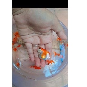 Jual ikan Maskoki 3 color / 3 warna | Shopee Indonesia