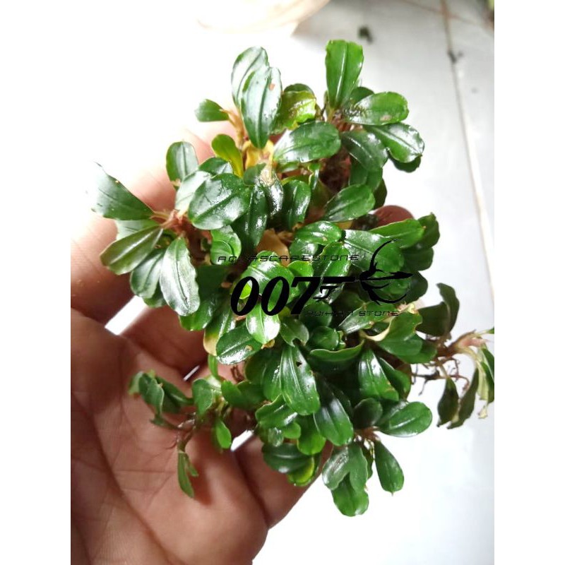 Jual buce mini phantom tanaman aquascape | Shopee Indonesia
