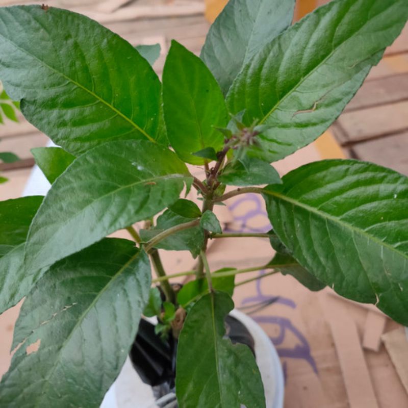 Jual Bibit tanaman daun reundeu sayuran rende lalapan sunda | Shopee ...