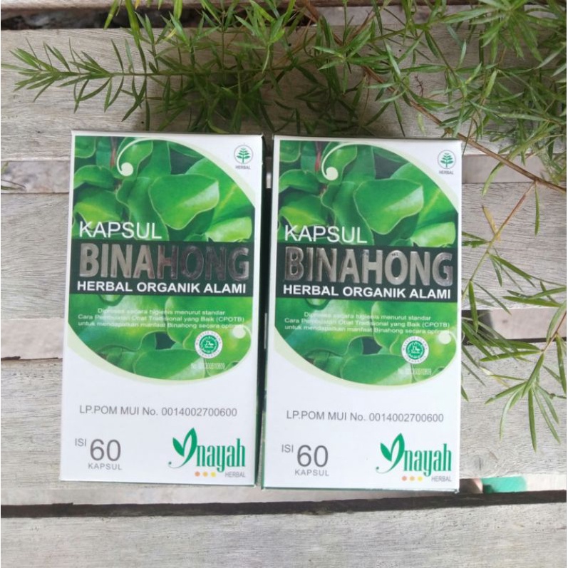 Jual KAPSUL DAUN BINAHONG INAYAH isi 60 kapsul // exp date 12.2025 | Shopee Indonesia