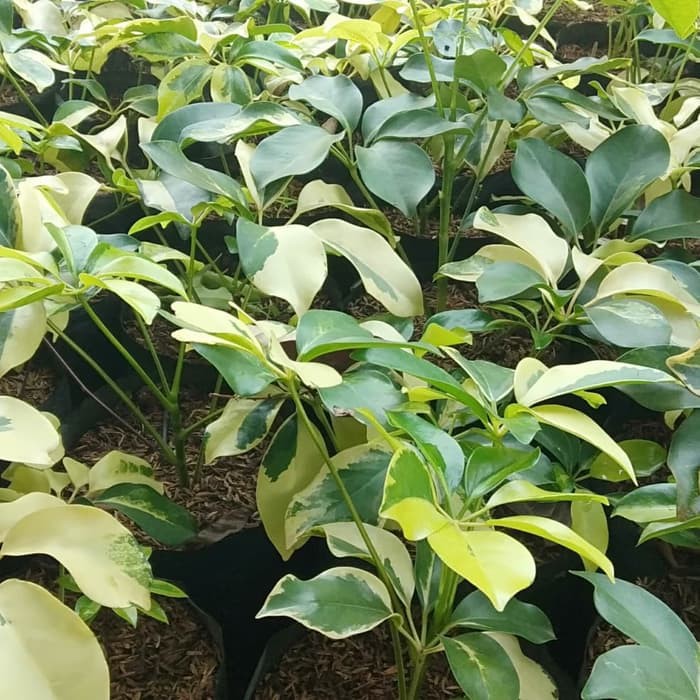 Jual Tanaman Hias Walisongo Golden | Shopee Indonesia