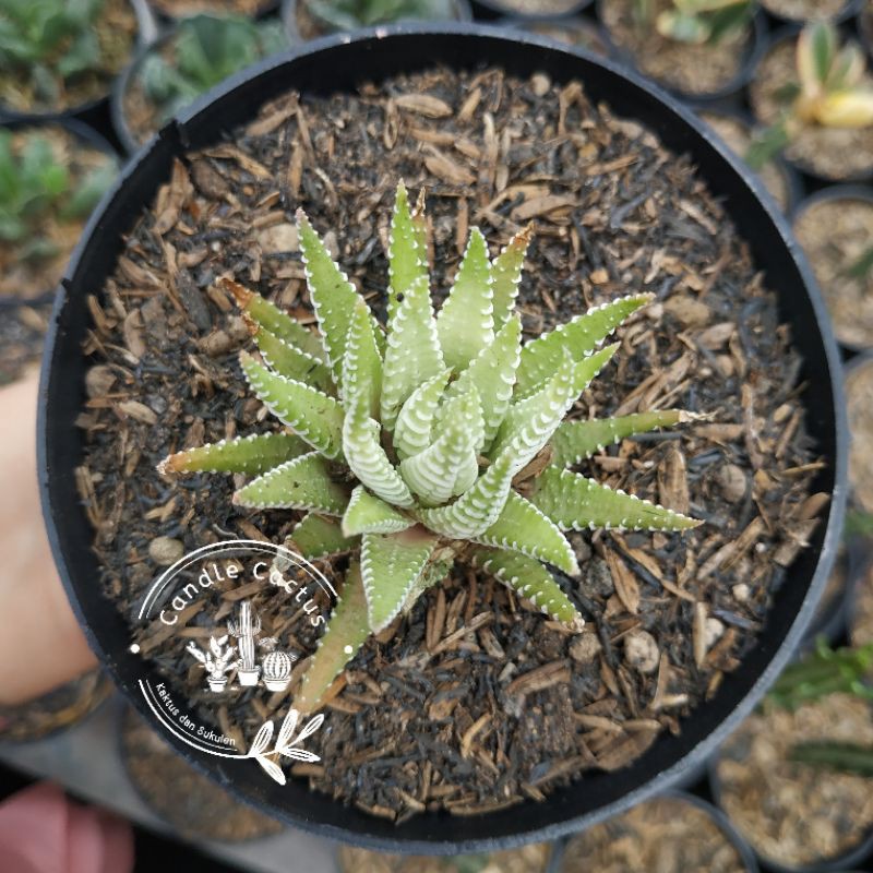 Jual Kaktus dan Sukulen / Haworthia Attenuata Zebra Putih | Shopee ...