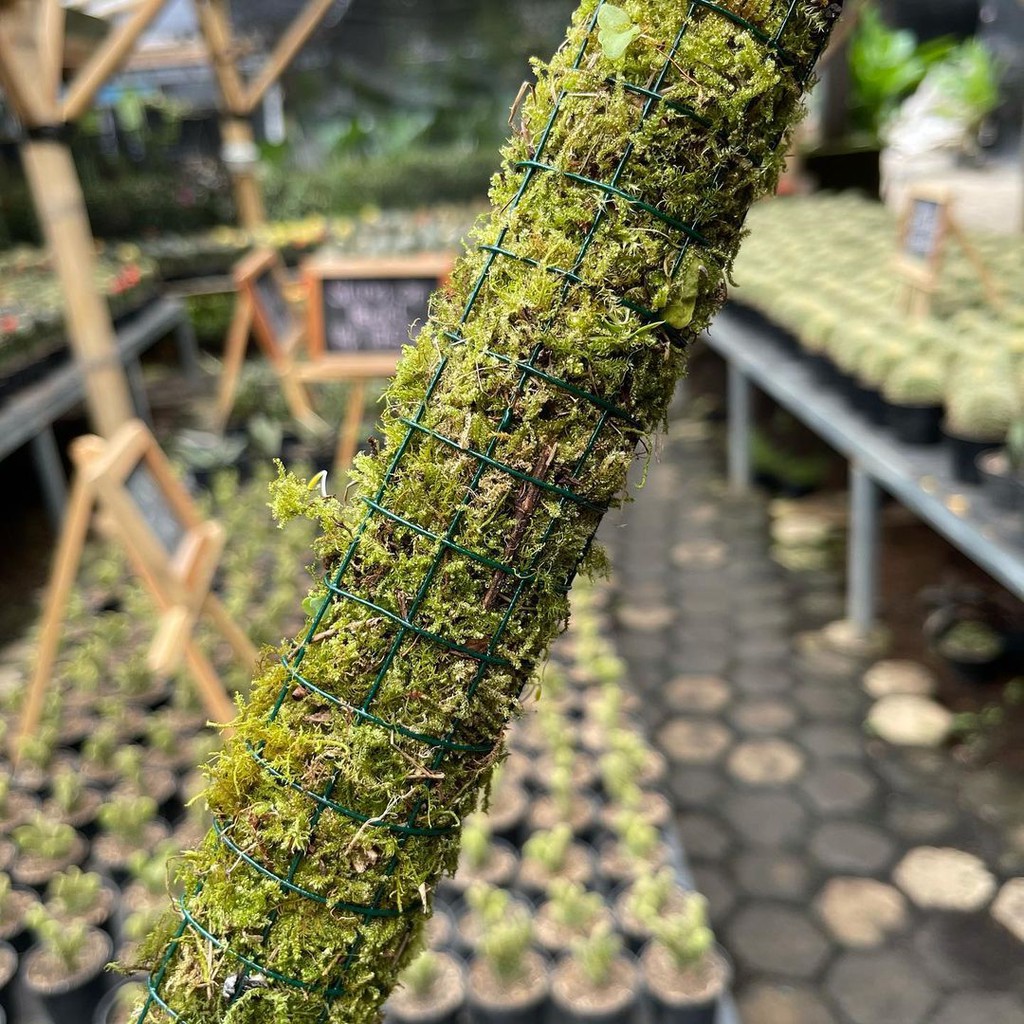 Jual turus lumut tiang pipa 100 cm | Shopee Indonesia