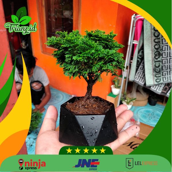 Jual Bonsai Inoki gratis pot keramik segienam/ Bonsai cemara inoki ...