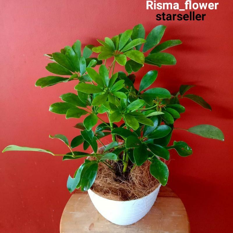 Jual POHON WALISONGO HIJAU / TANAMAN HIAS WALISONGO | Shopee Indonesia