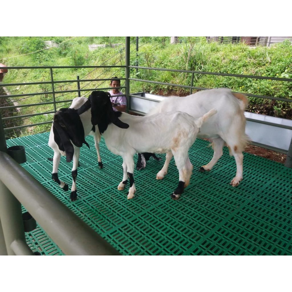 Jual Slat Alas Kandang Ayam Kambing Domba Lantai Pijakan Modern Ternak | Shopee Indonesia