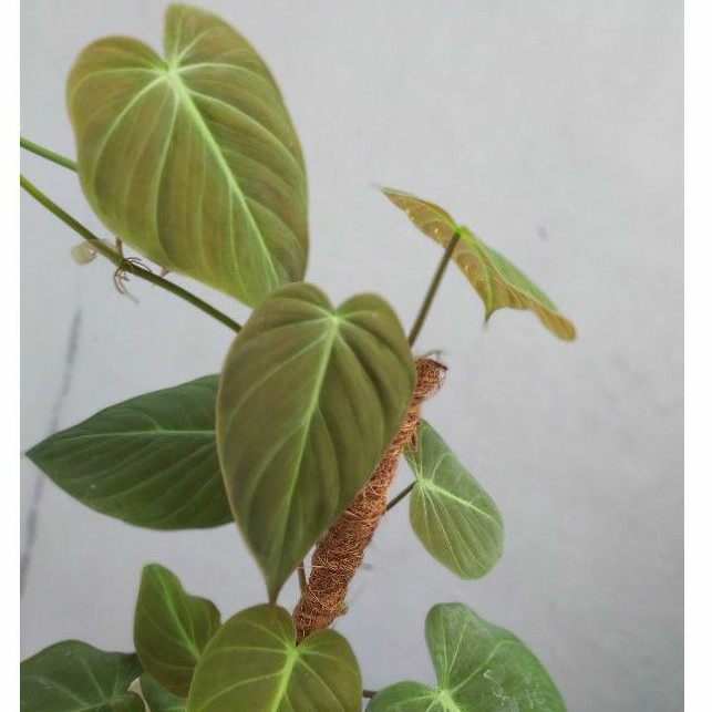 Jual PHILODENDRON MICANS DEWASA, PHILO MICANS DEWASA 80-100 CM | Shopee ...