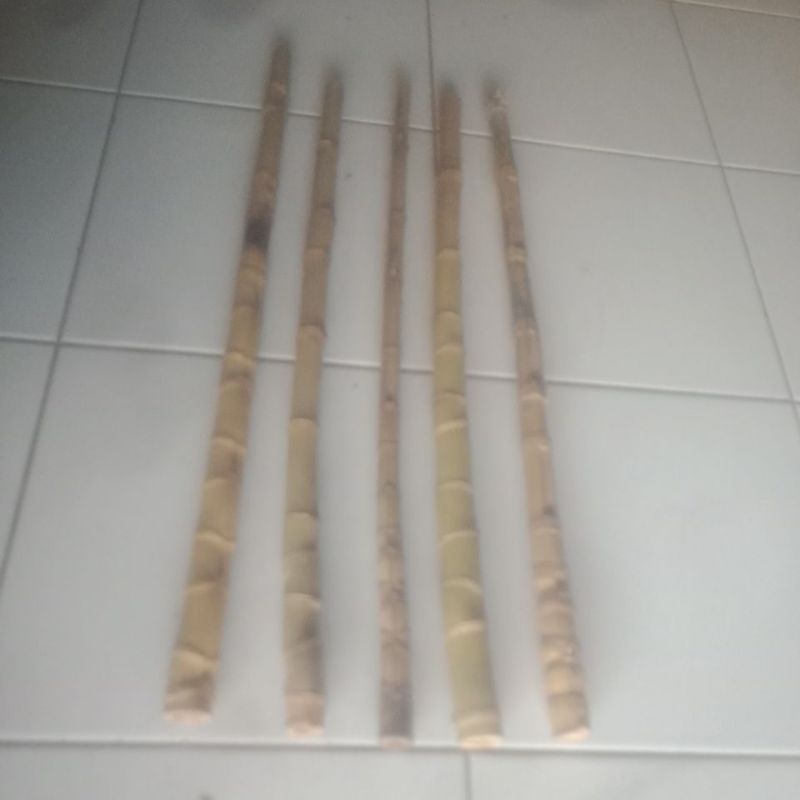 Jual Bambu cendani 60 cm lebih | Shopee Indonesia