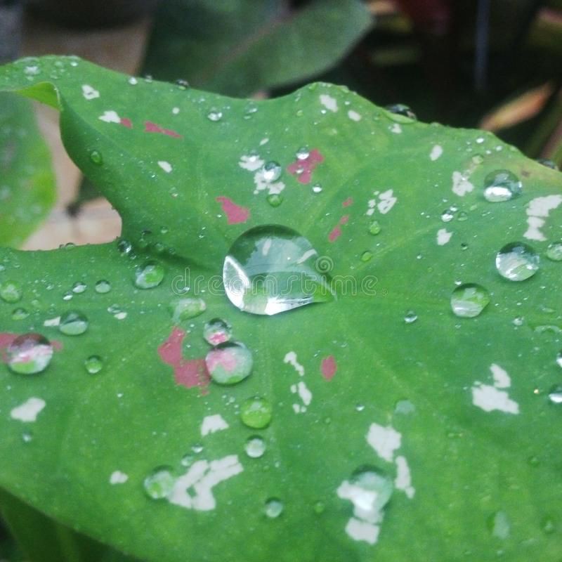 Jual Tanaman Hidup Bicolor Florida Clown Kaladium Hijau merah Keladi ...