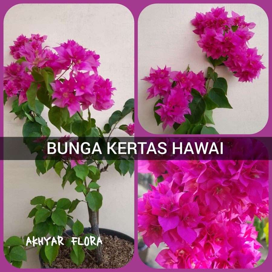 Jual Bunga Kertas Tumpuk Hawai Tanaman Hias Bougenvil Bugenvil ...