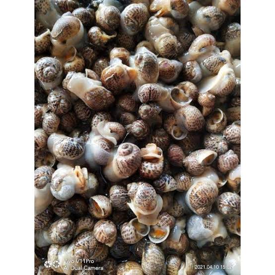 Jual Siput Bulan / Hua le frozen kemasan 1kg | Shopee Indonesia
