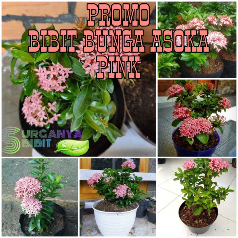 Jual PROMO BIBIT BUNGA ASOKA PINK | Shopee Indonesia