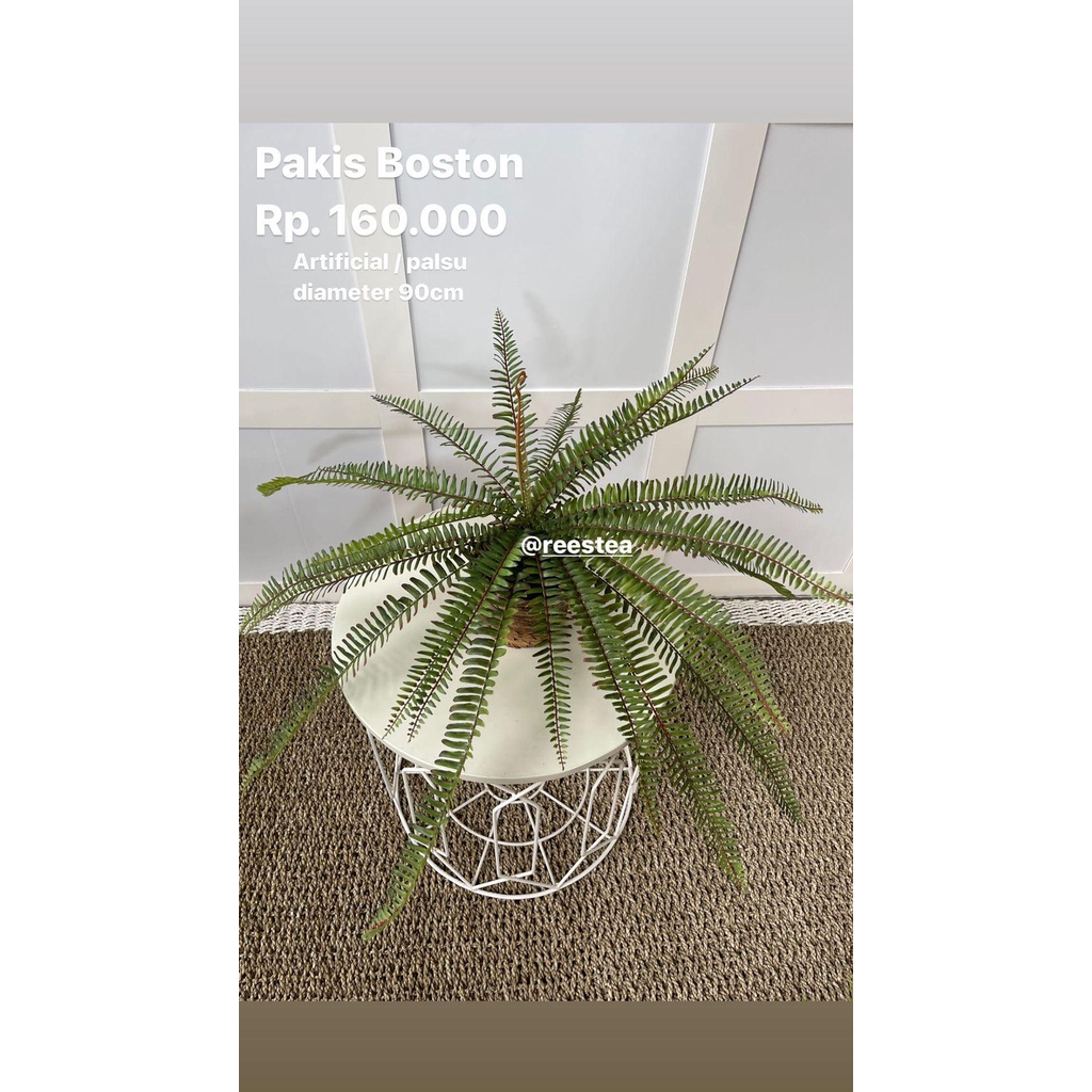 Jual Pohon Pakis Boston (Muda) /Pohon Meja / Pohon Hias Palsu ...