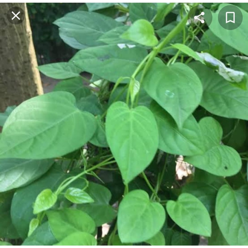 Jual Daun Simbukan atau Daun Kentut | Shopee Indonesia