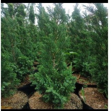 Jual tanaman cemara pua pua | Shopee Indonesia