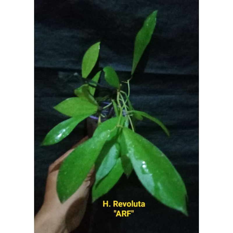 Jual Hoya Revoluta | Shopee Indonesia