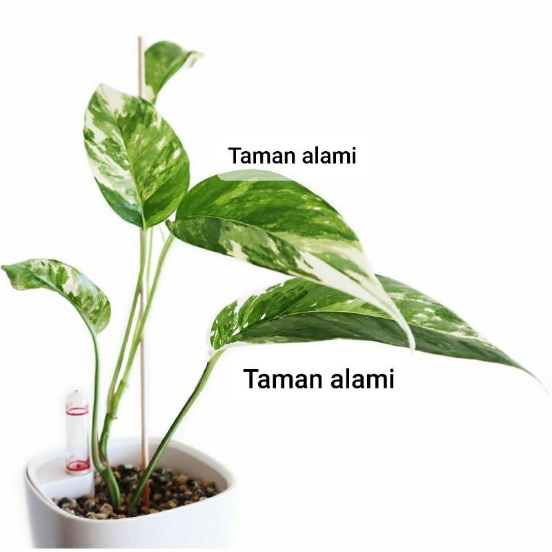 Jual epipremnum pinnatum variegata - tanaman hias epip varigata ...
