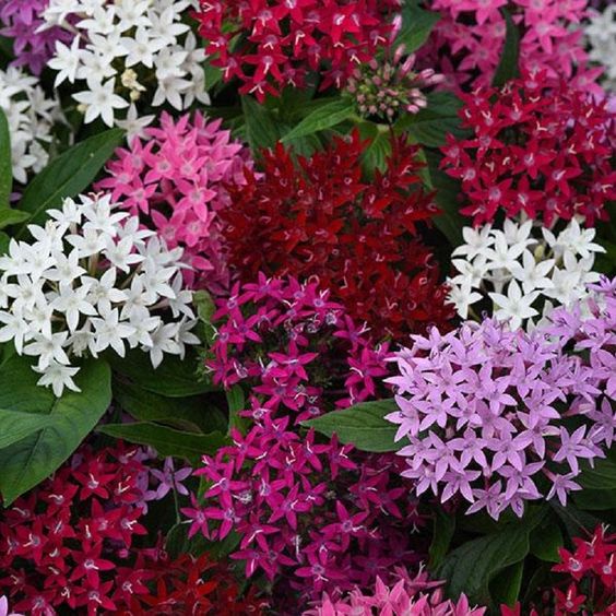 Jual Bibit Tanaman Hias pentas (Pentas lanceolata) - Bunga Pentas ...