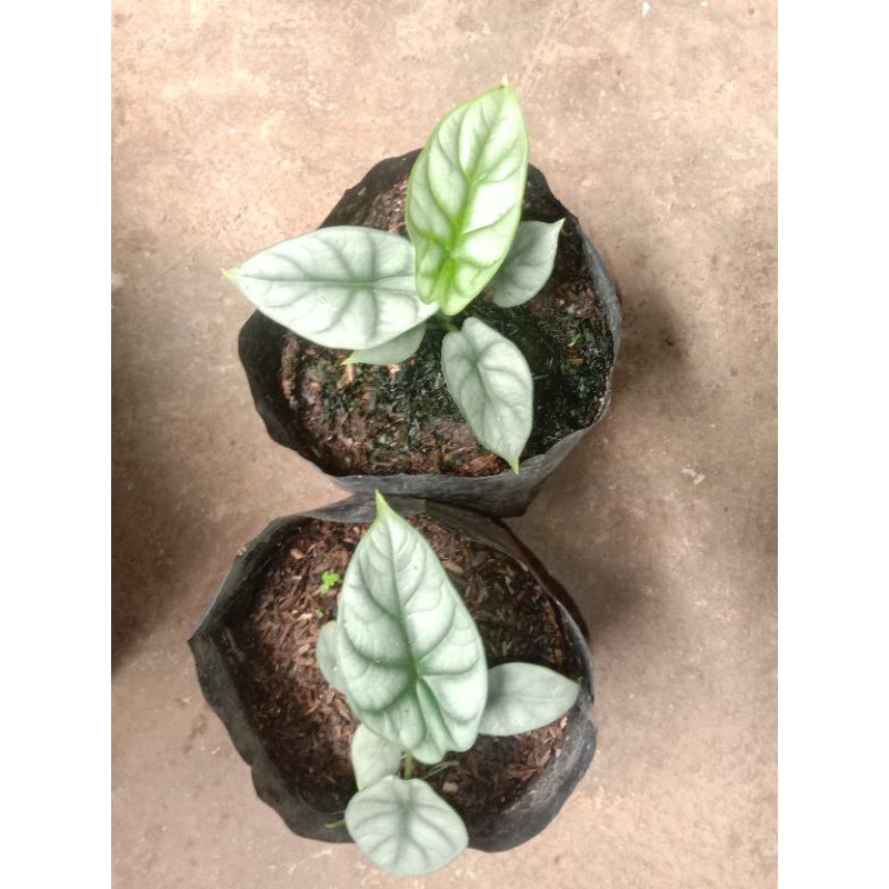 Jual Bibit bunga Keladi Tengkorak ( Alokasia dragon silver ) | Shopee ...