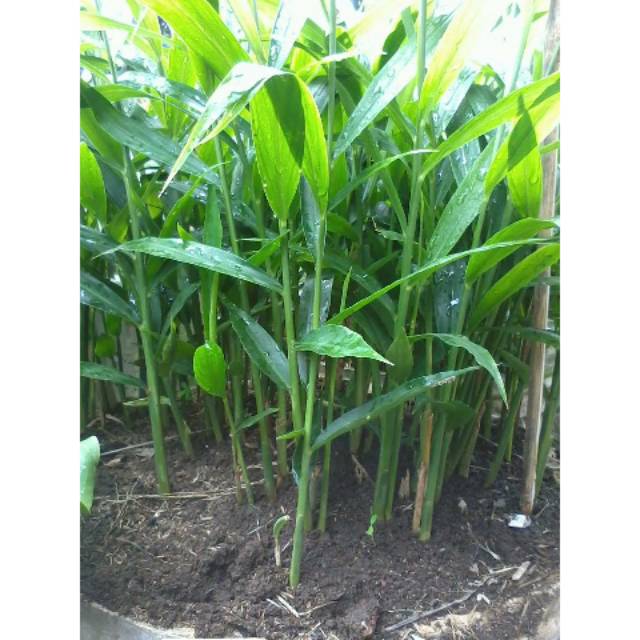 Jual Bibit Jahe Gajah / Jahe putih Asal umbi/ tinggi 25-35cm | Shopee ...