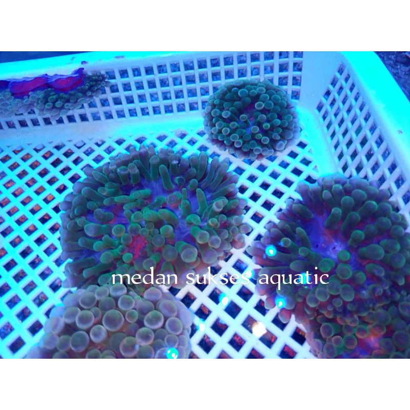 Jual Anemon Bubble Tip Hijau / Anemon Jagung Hijau/ Rumah Nemo/ Air ...