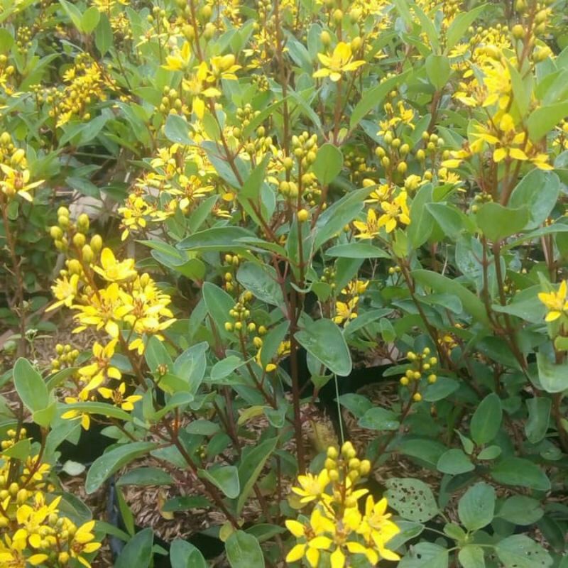 Jual Tanaman hias bunga hujan mas - golden shower bunga hujan emas ...