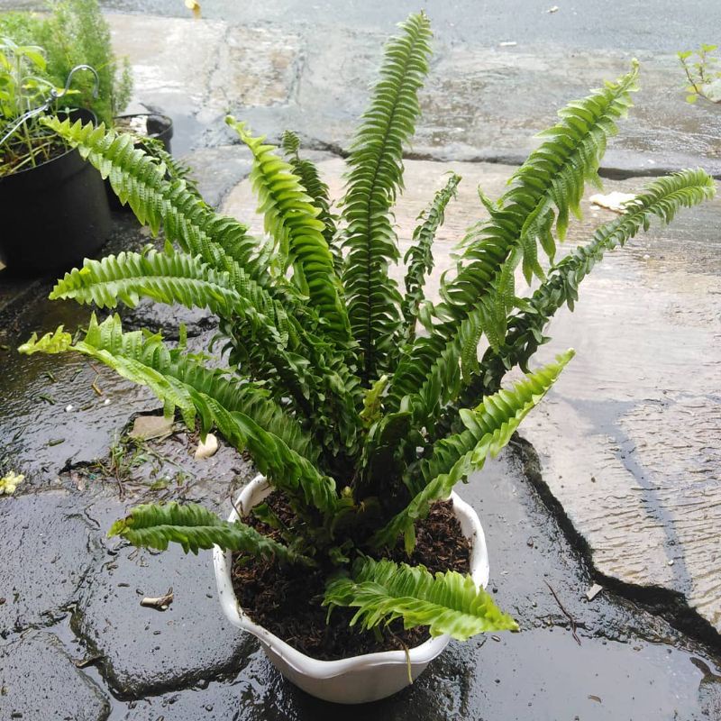 Jual Tanaman pakis boston hijau daun panjang/ tanaman sudah rimbun ...