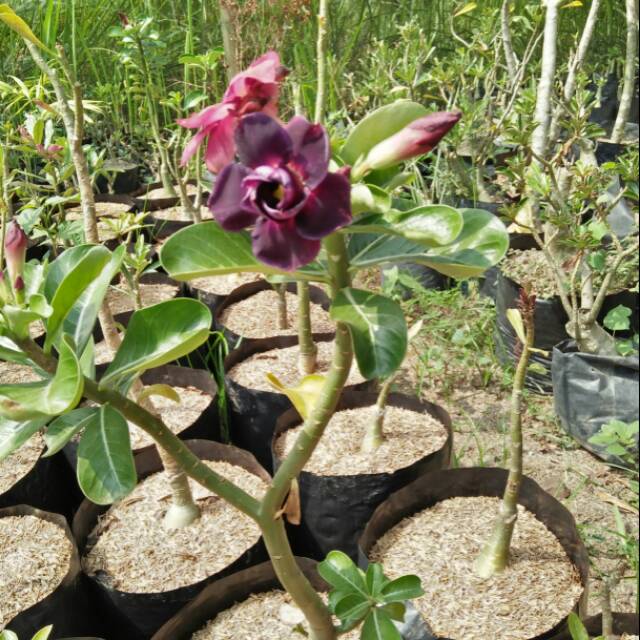 Jual Bunga adenium ungu kondisi berbunga | Shopee Indonesia