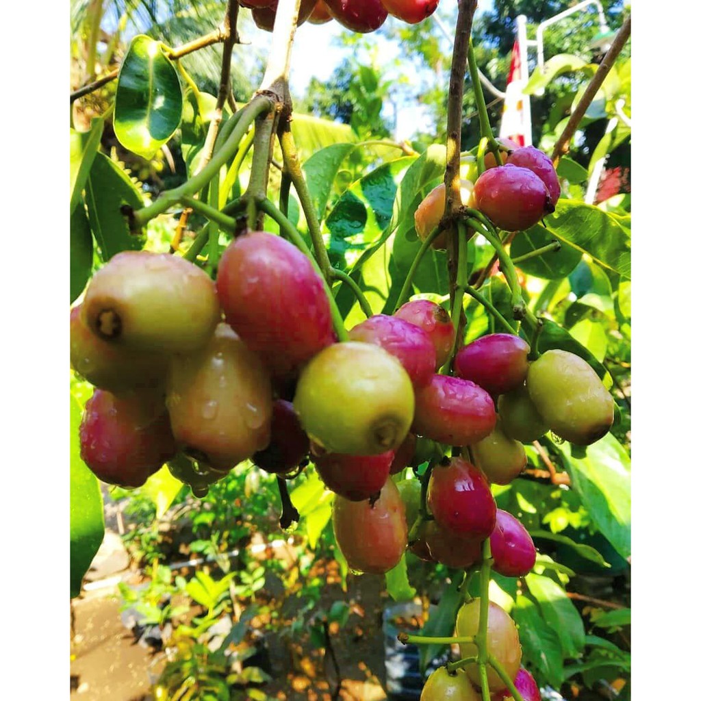 Jual Bibit Juwet Putih - Jamblang - Duwet Putih | Shopee Indonesia