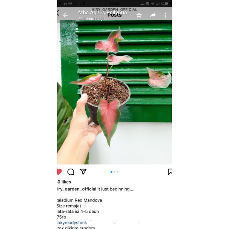 Jual Paket Tanaman Mba Agnes belly | Shopee Indonesia