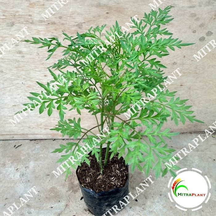 Jual Bibit Tanaman Kenikir Bibit Tanaman Ulam Raja Tanaman Daun Kenikir ...