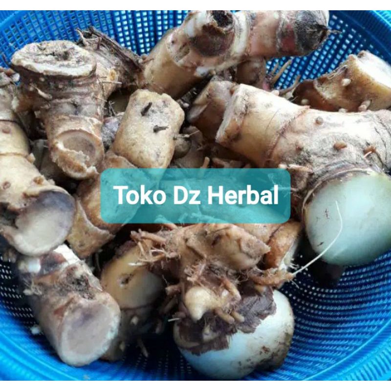 Jual Umbi pacing segar rimpang pacing 1 kg-az | Shopee Indonesia