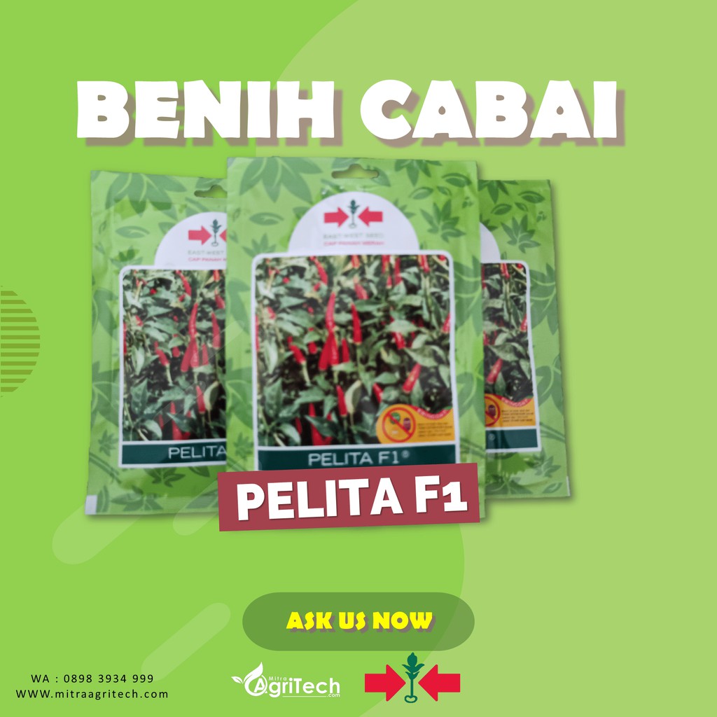 Jual BENIH BIBIT CABAI CABE RAWIT PELITA ISI 350 BIJI - CAP PANAH MERAH ...
