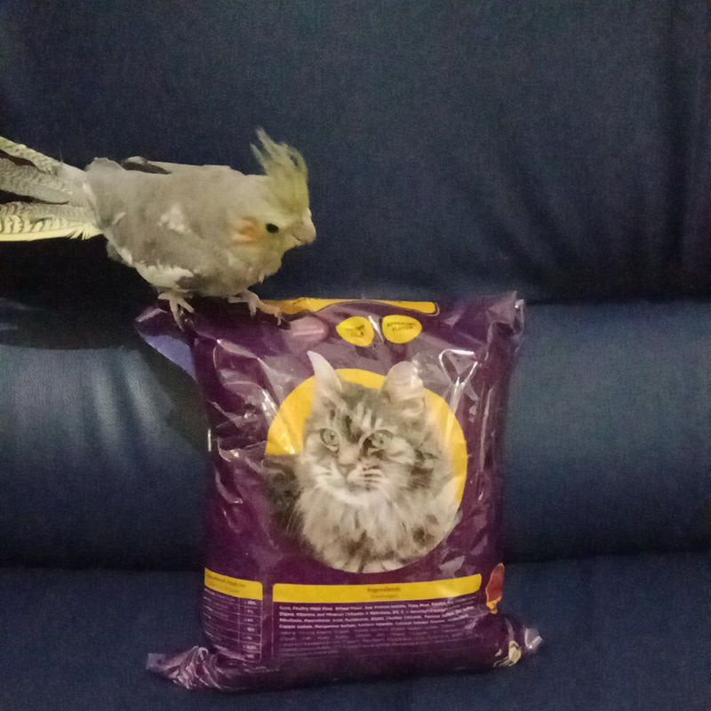 Jual Bolt makanan kucing/pakan kucing/makanan kucing/bolt/bolt 1kg ...